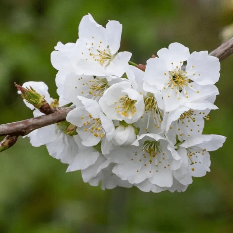 cherry seeds coldhardy fruitbearing trees sweet juicy - Temu