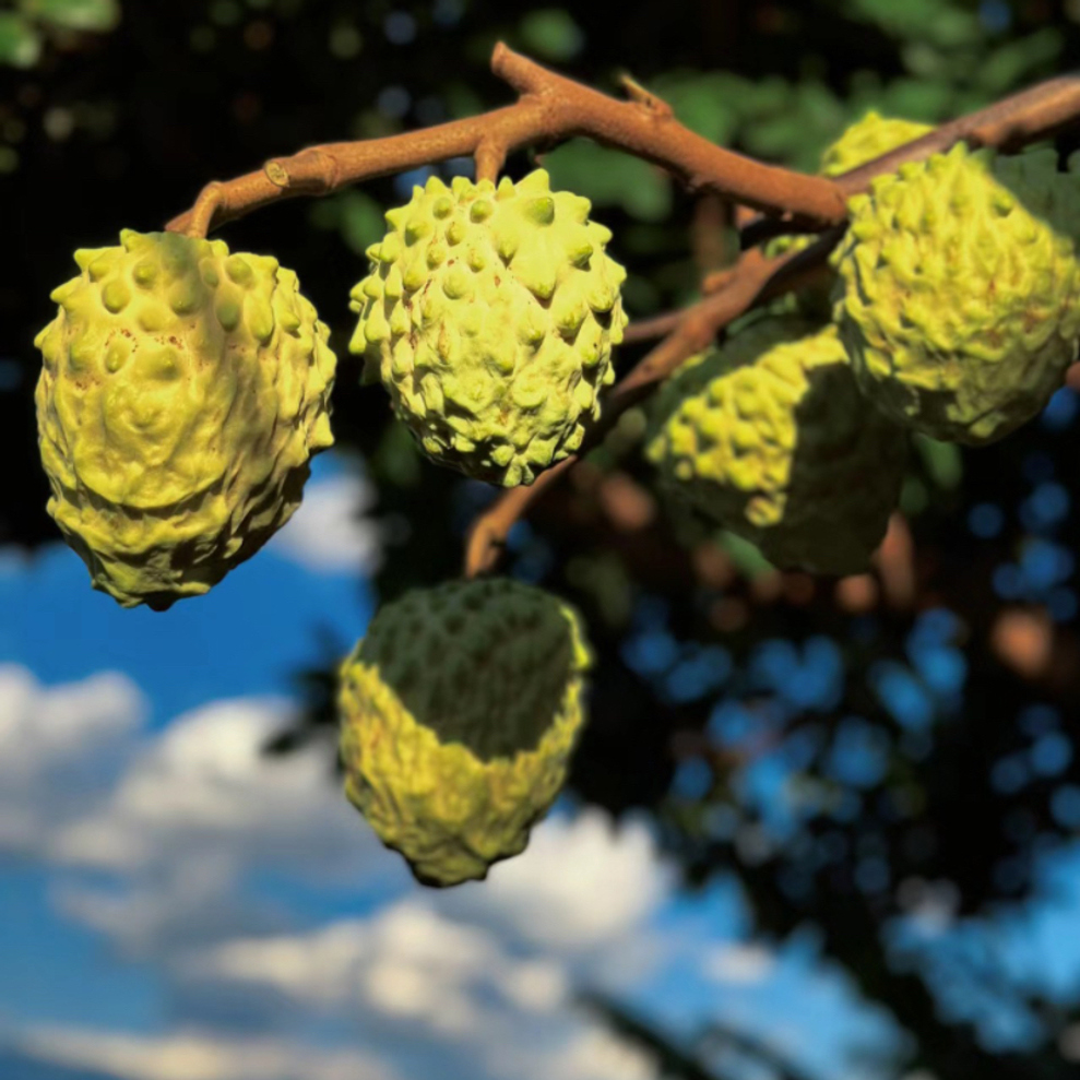 5 traditional yolk seed pack exotic - Temu