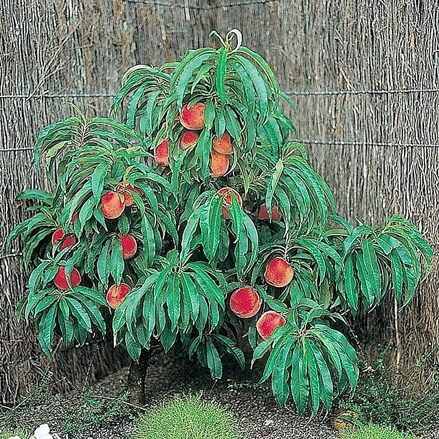 supseed dwarf peach fruit tree seeds small - Temu