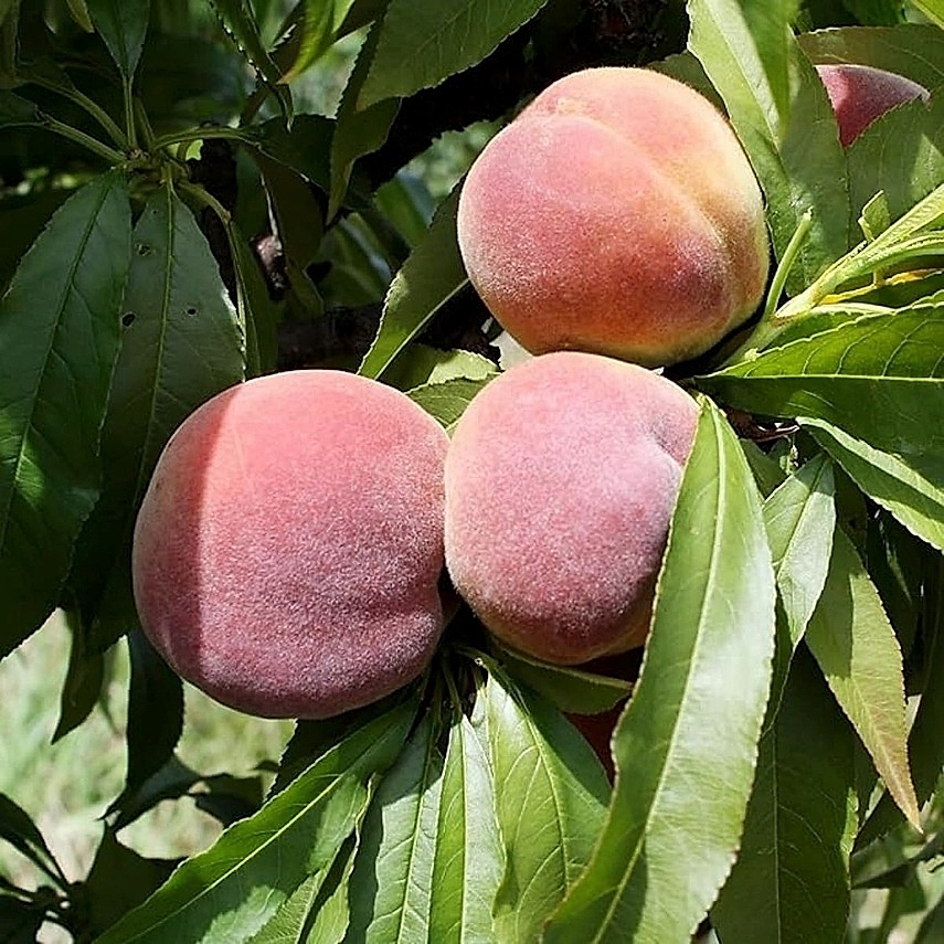 supseed dwarf peach fruit tree seeds small - Temu