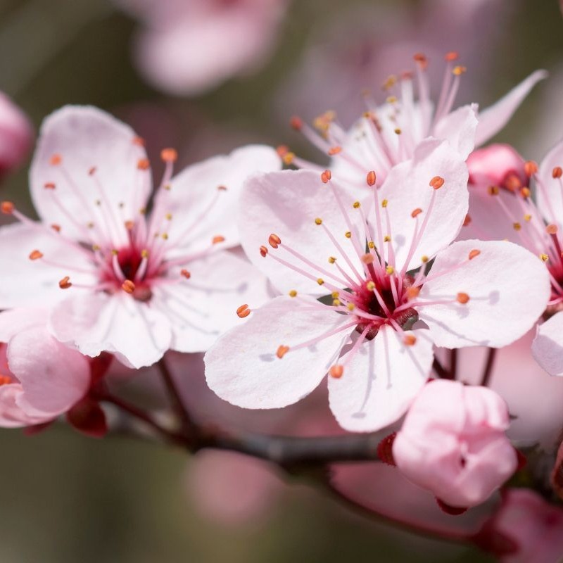 Easy Cultivating Cherry Tree Seeds Planting Bonsai - Temu