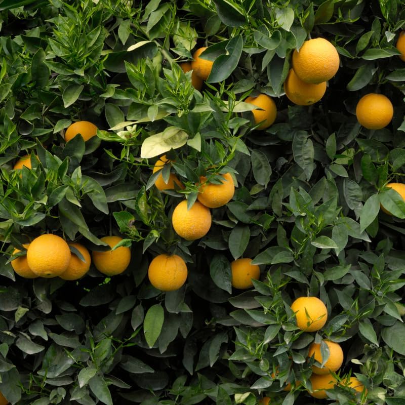 Easy Cultivating Plant Seeds Sweet - Temu