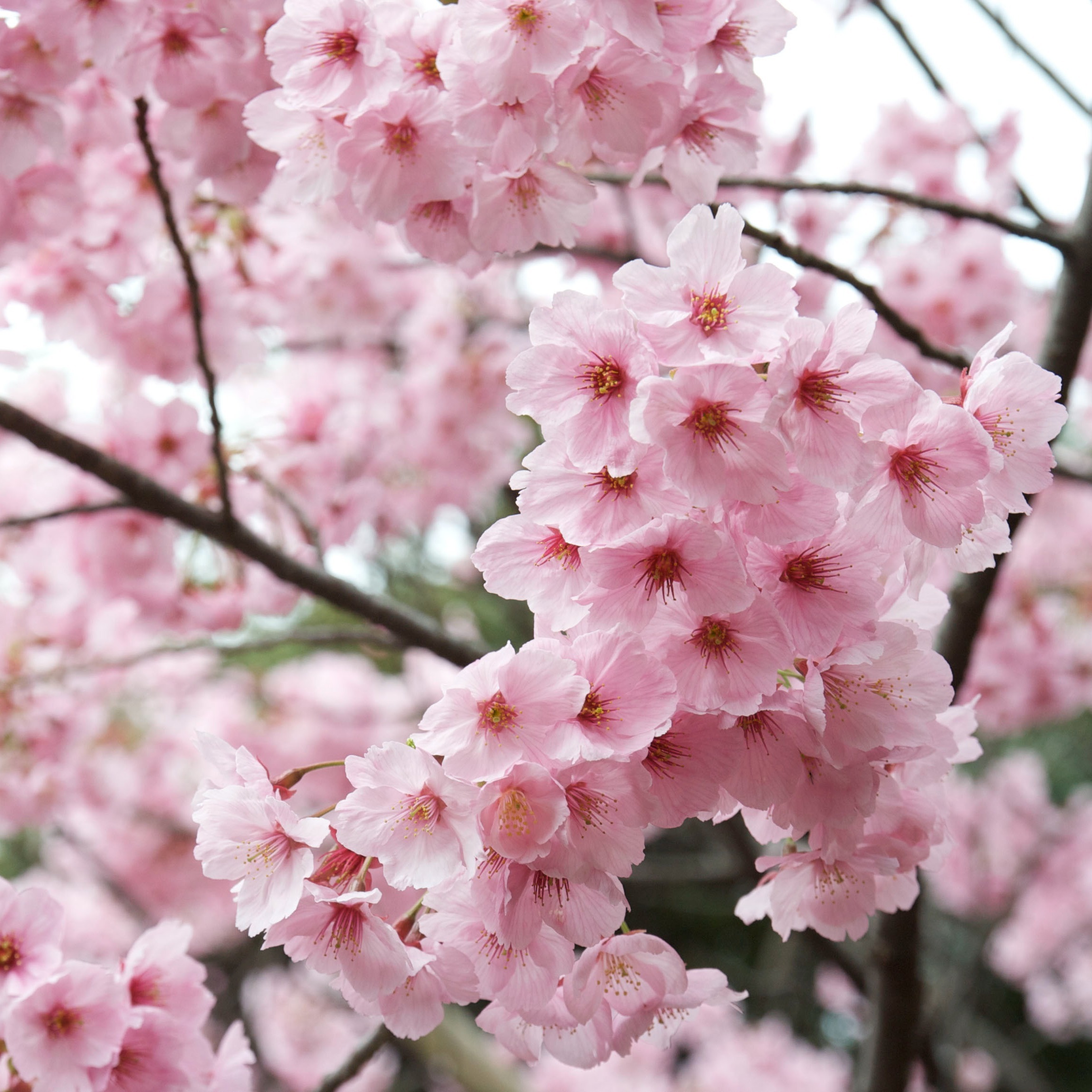 Easy Cultivating Cherry Tree Seeds Planting Bonsai - Temu