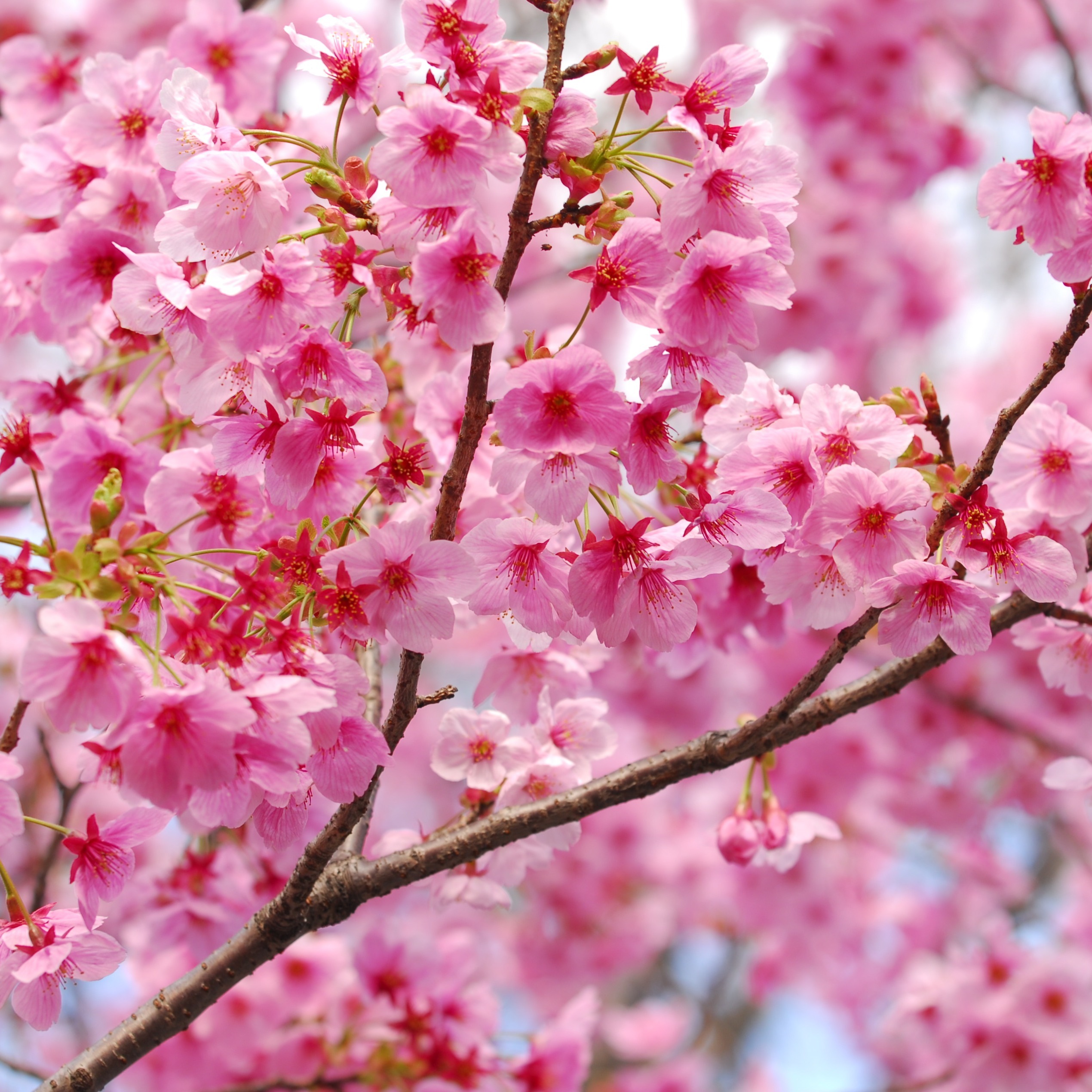 Easy Cultivating Cherry Tree Seeds Planting Bonsai - Temu