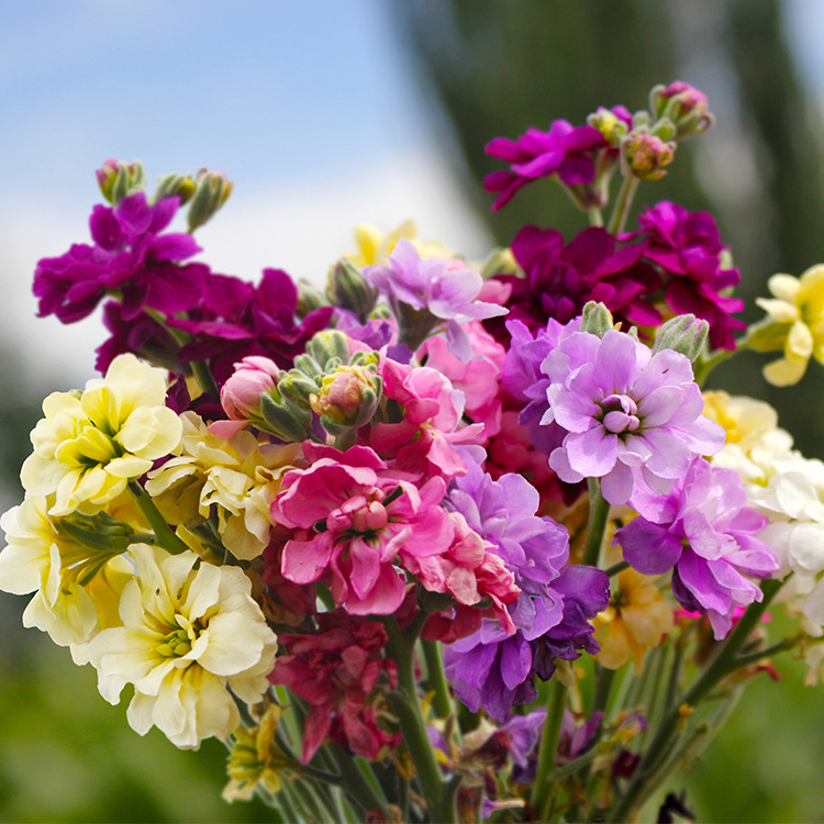 violet in spring indoor balcony potted - Temu