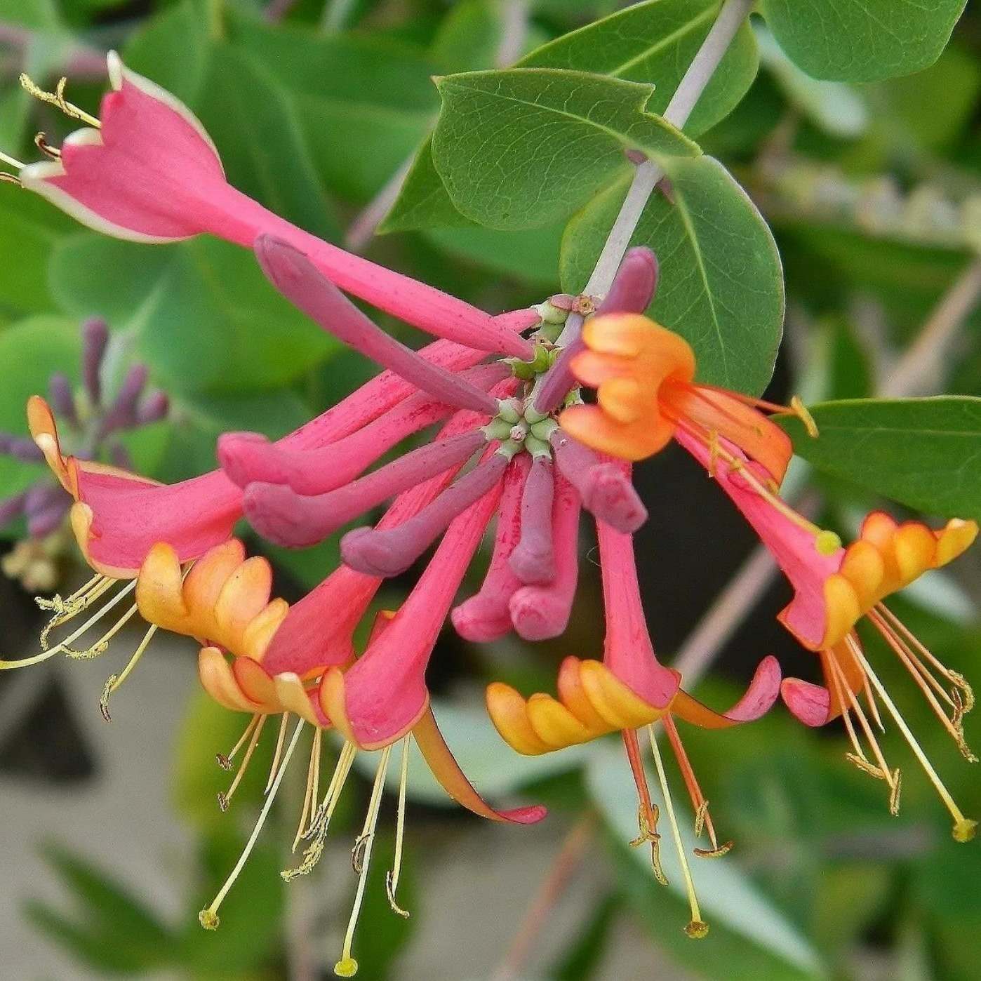 flower seeds planting - Temu