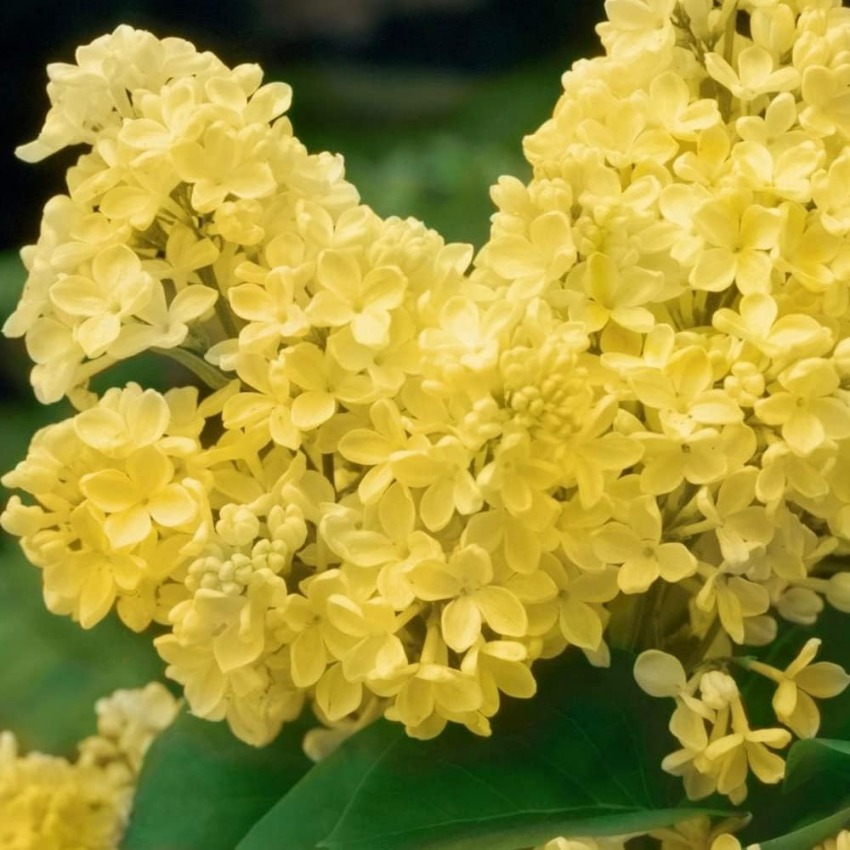 Flower Seed Garden Yellow Lilac Seeds Blooming - Temu