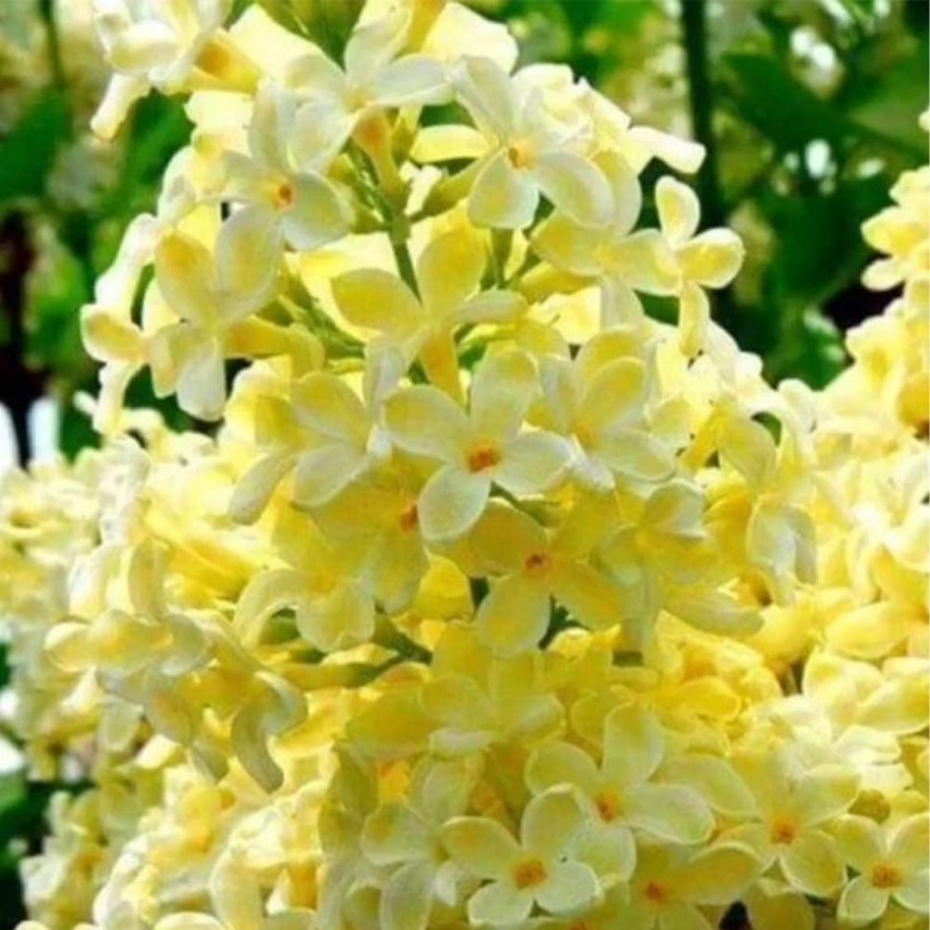 Flower Seed Garden Yellow Lilac Seeds Blooming - Temu