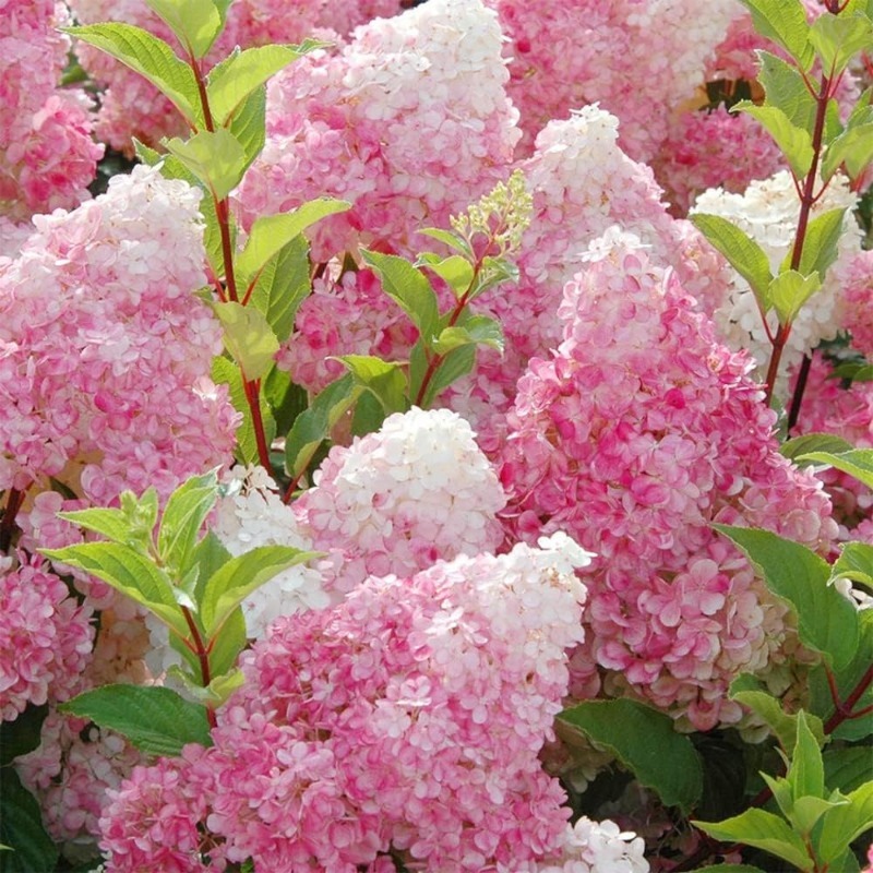 Vanilla Strawberry (hortensia) Pink Hydrangea Tree - Temu