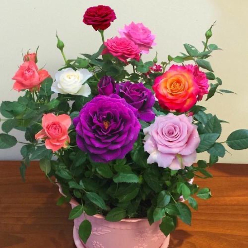 garden ecuador combines high quality thorn rose seeds high - Temu