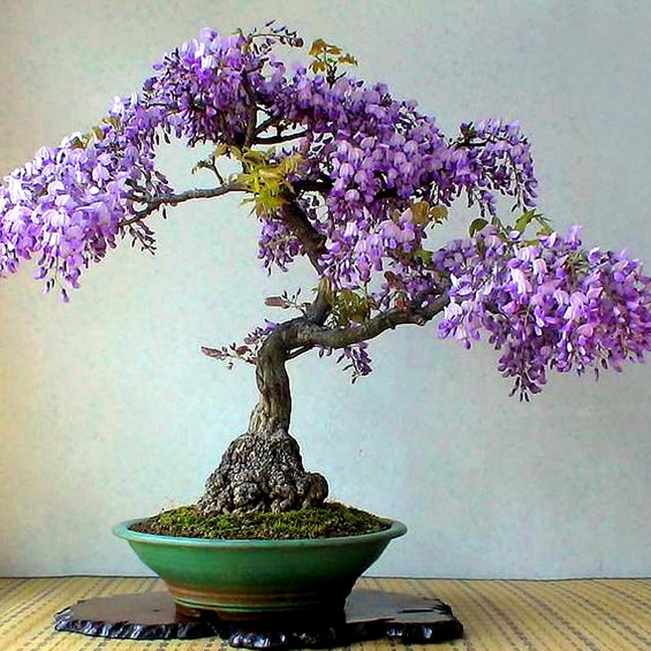 Wisteria Flower Bonsai Seeds traditional Varieties Non gm - Temu