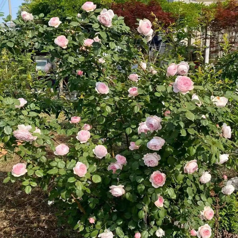 Discount Offer 200 Mixed Climbing Rose Seeds Great Growing - Temu