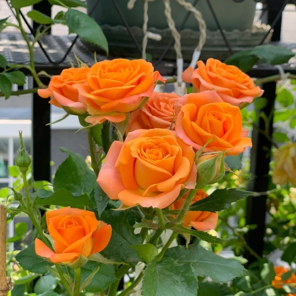 Discount Offer High Germination Rate Orange Rose Seeds Large - Temu
