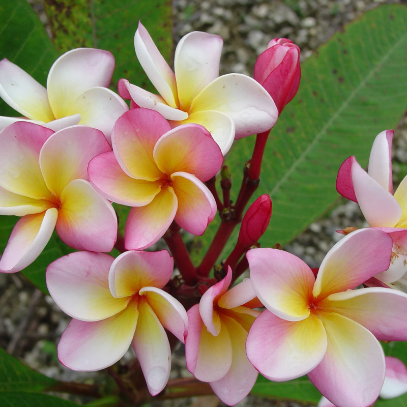 seeds seeds suitable home gardening - Temu