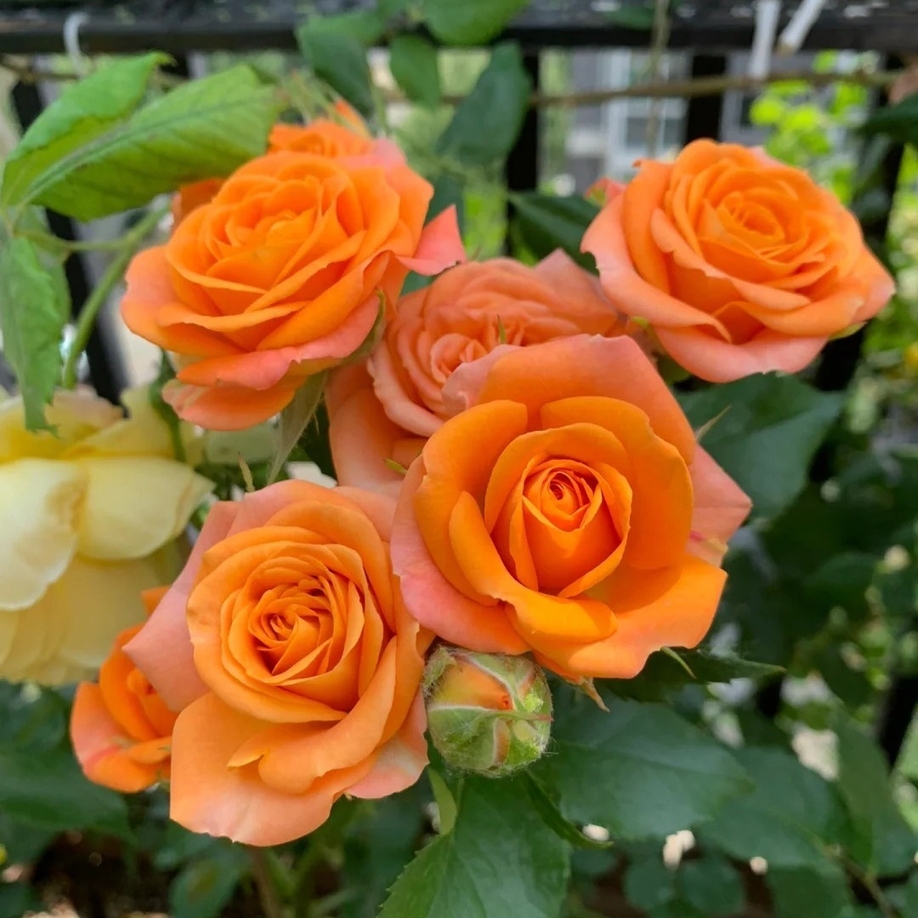Discount Offer High Germination Rate Orange Rose Seeds Large - Temu
