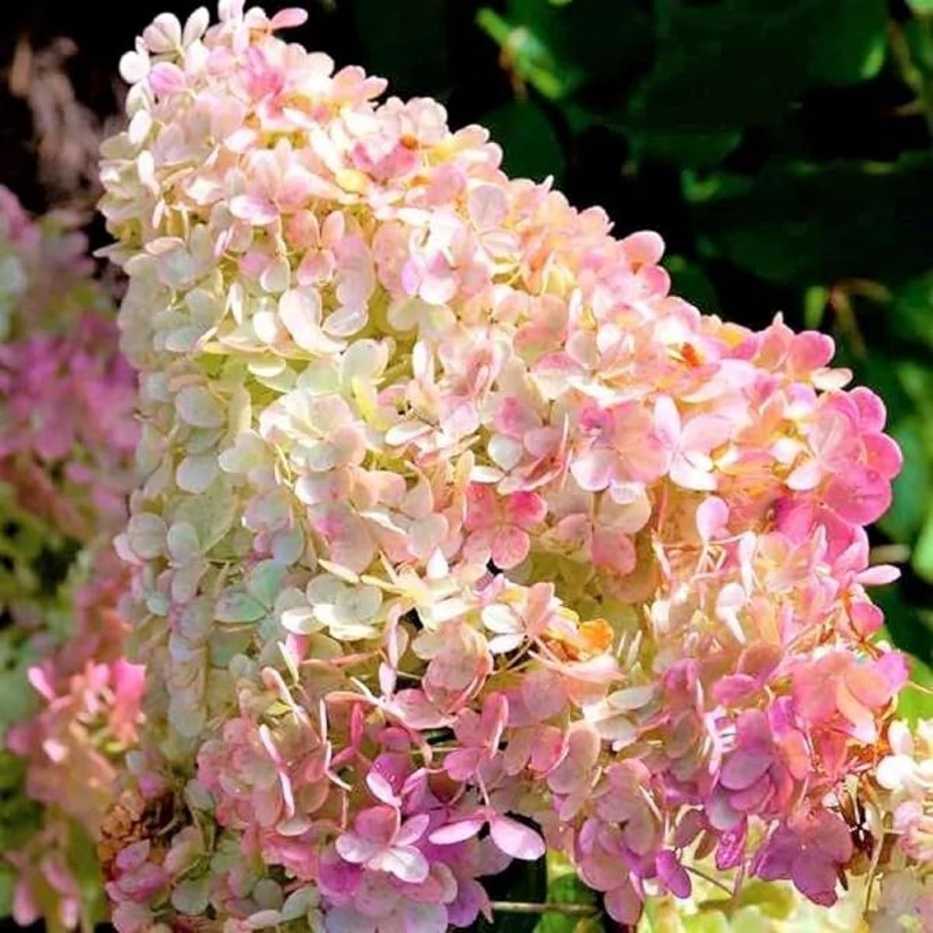 Discount Offer 50 Vanilla Strawberry Hydrangea Flower Seeds: - Temu