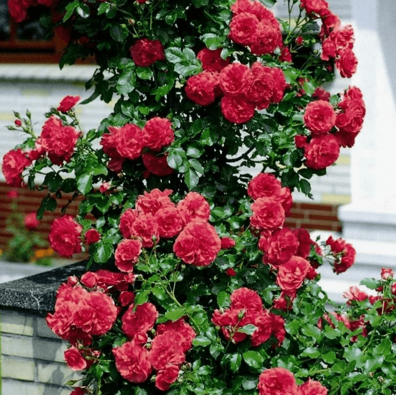 discount offer climbing rose seeds planting - Temu