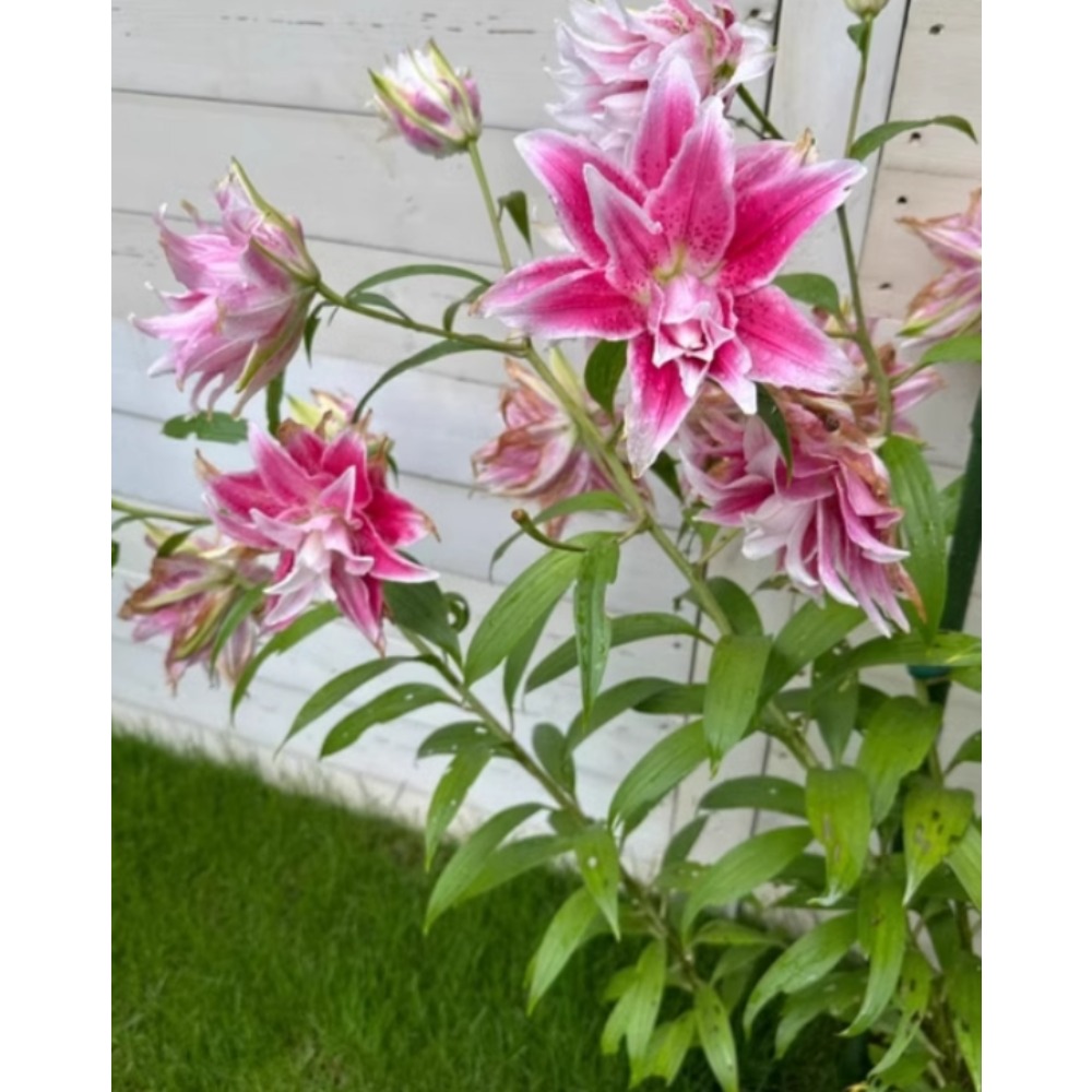 live plants sold on Temu United States