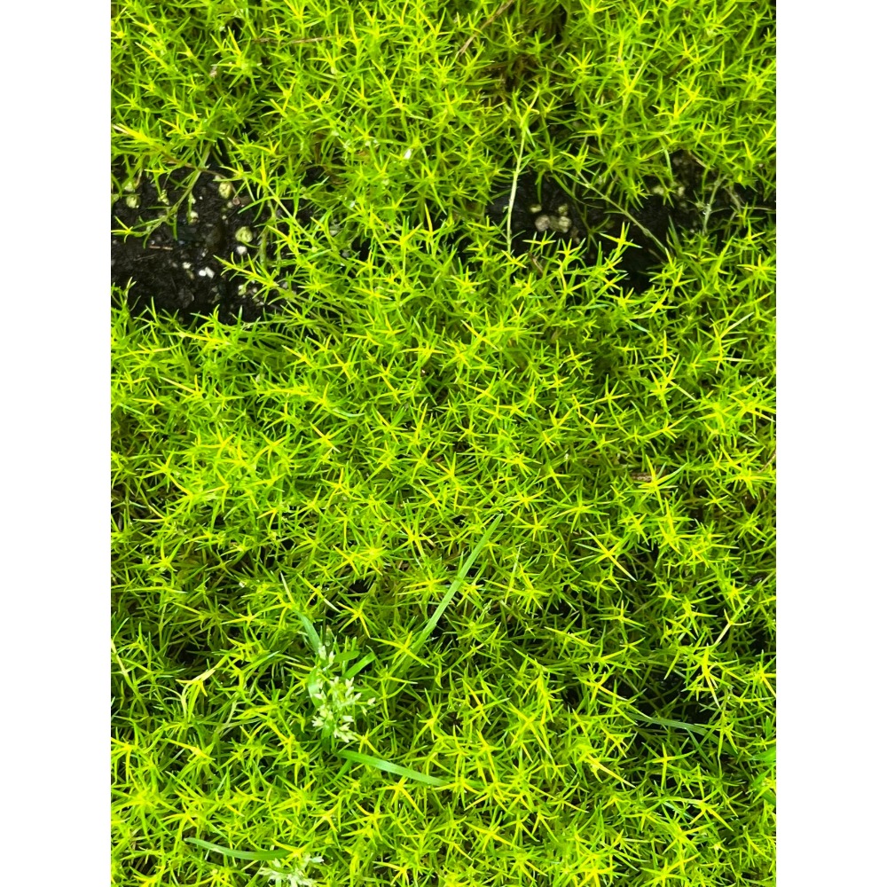 seeds ground cover ground cover clover - Temu