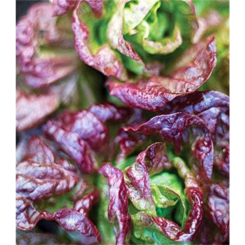 Lettuce Seeds 1000 High Germination Rate Family - Temu