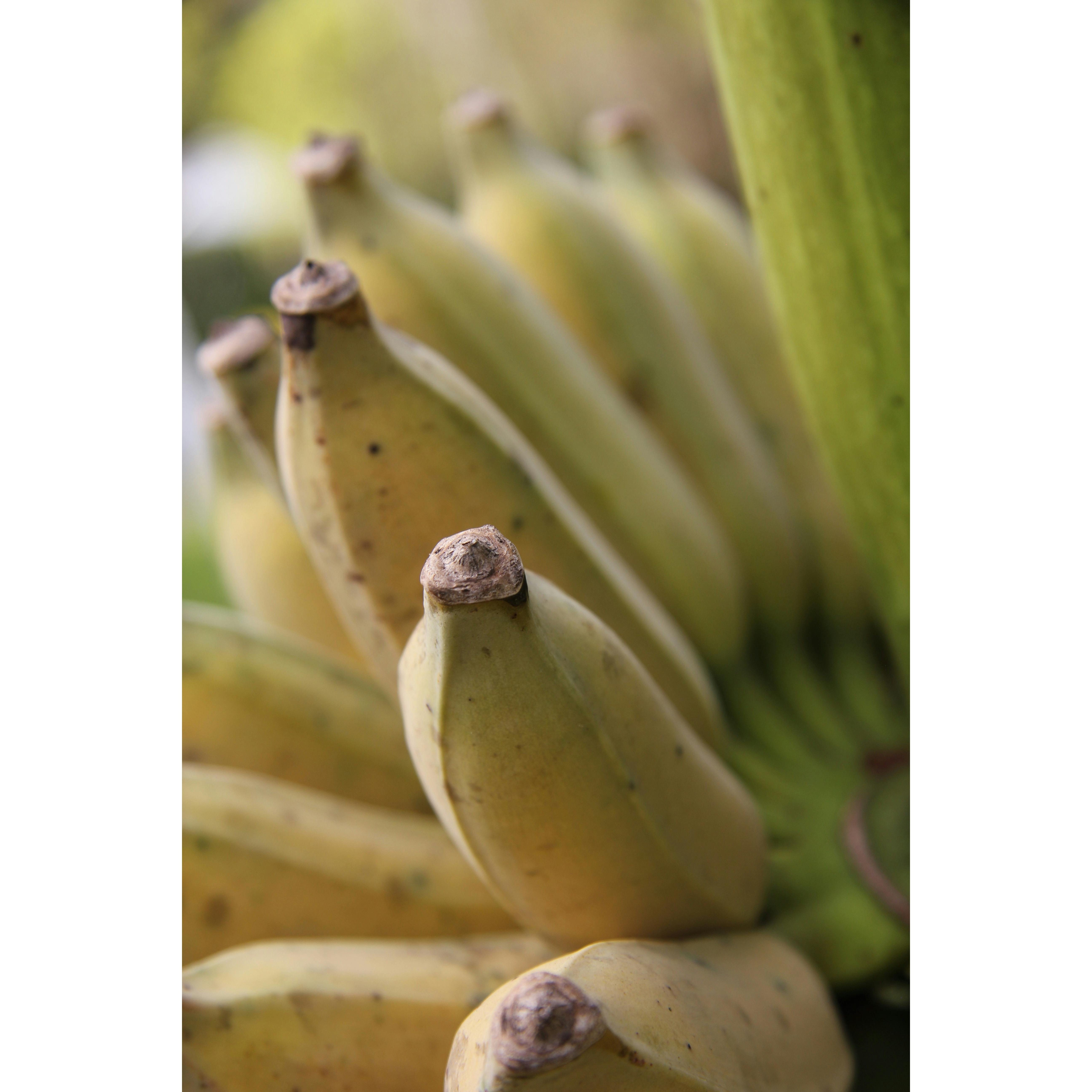 Dwarf Fruit Seeds Planting - Temu