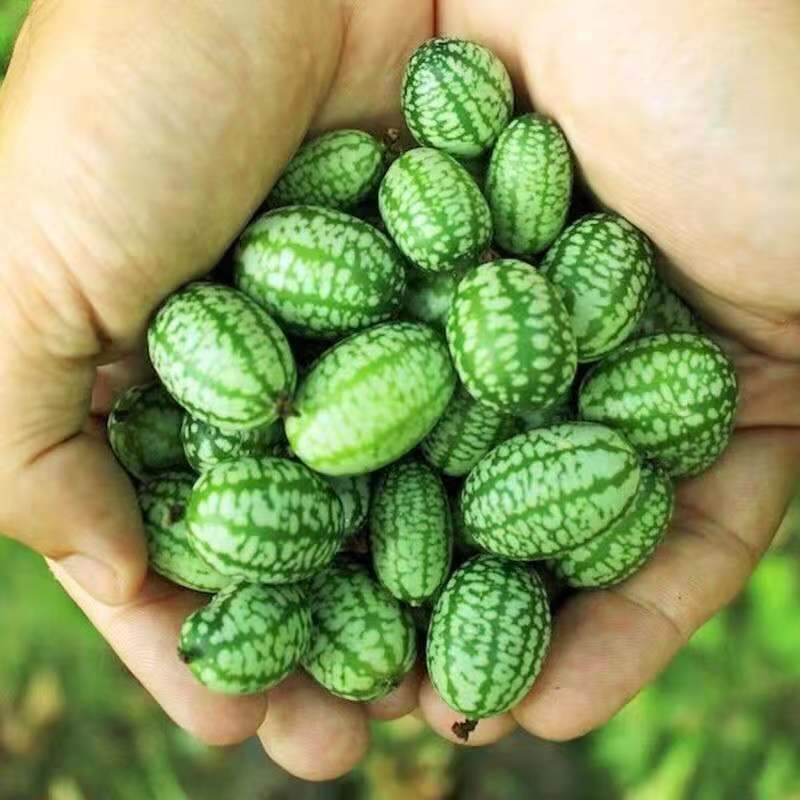 Discount Offer High Quality Thumb Watermelon Seeds climb - Temu
