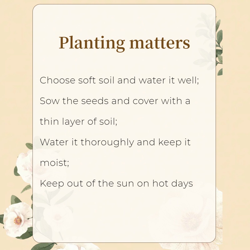 Discount Offer Garden Plant Seed Onion Seeds - Temu