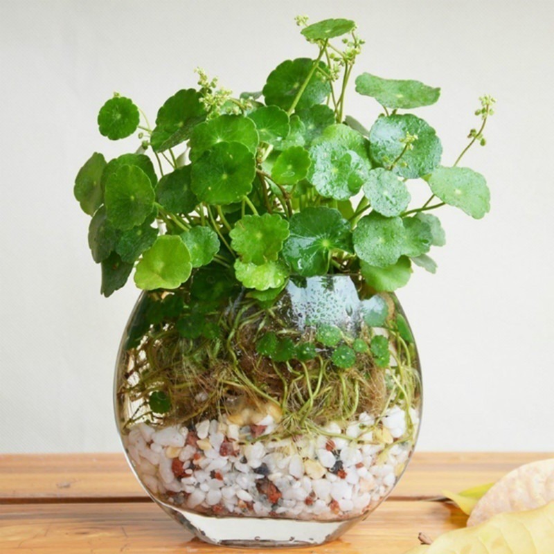 Copper Colored Grass Cold Water Seeds Indoor Decorations - Temu