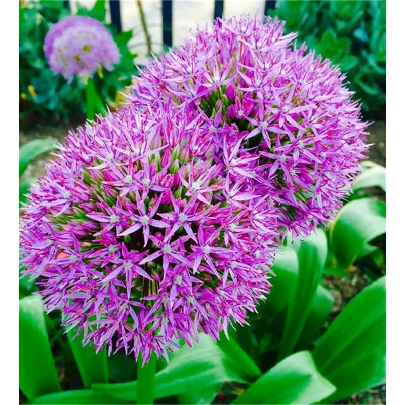 Discount Offer Garden Plant Seed Onion Seeds - Temu