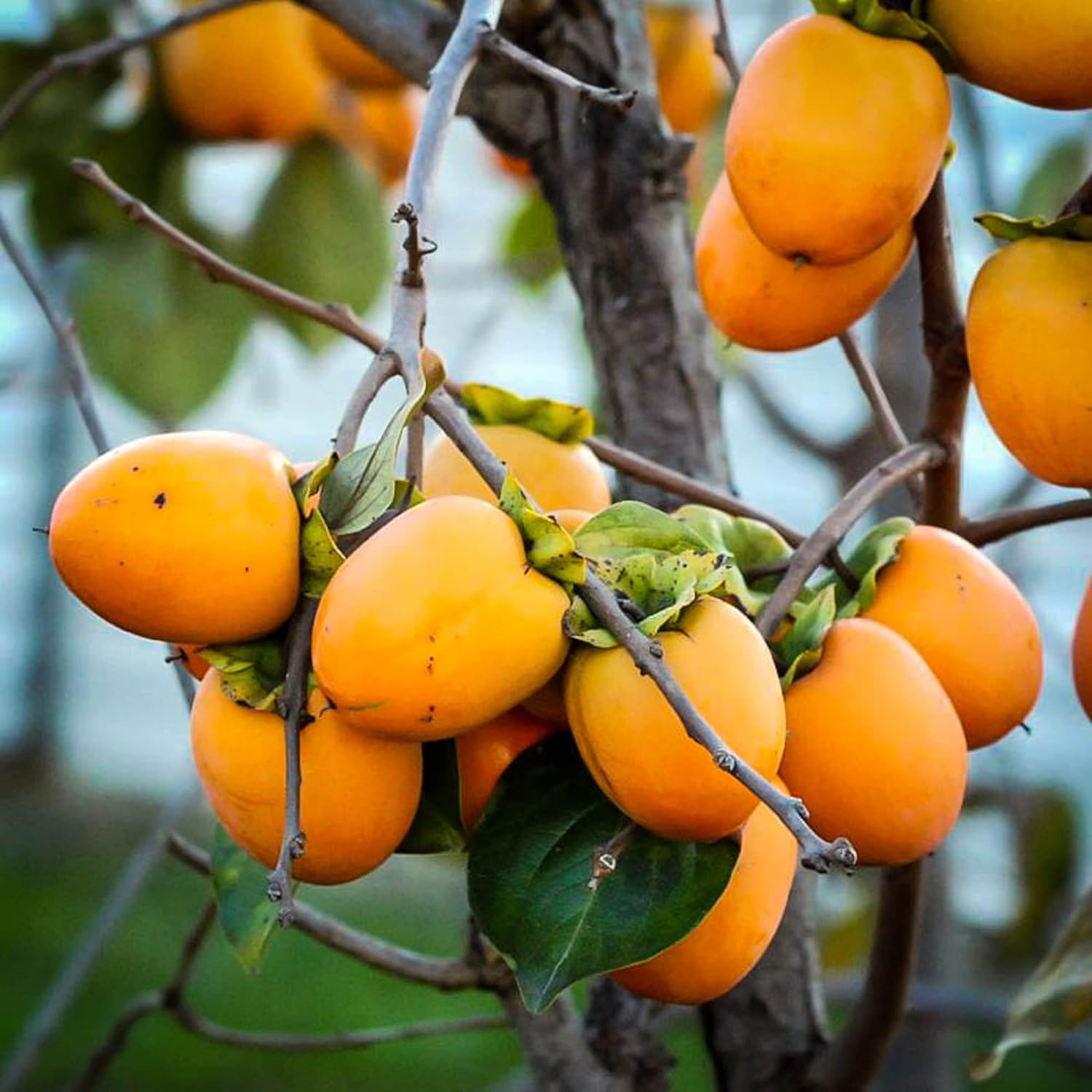 Discount Offer Garden Persimmon Seed Seeds Date Plum Fruit - Temu