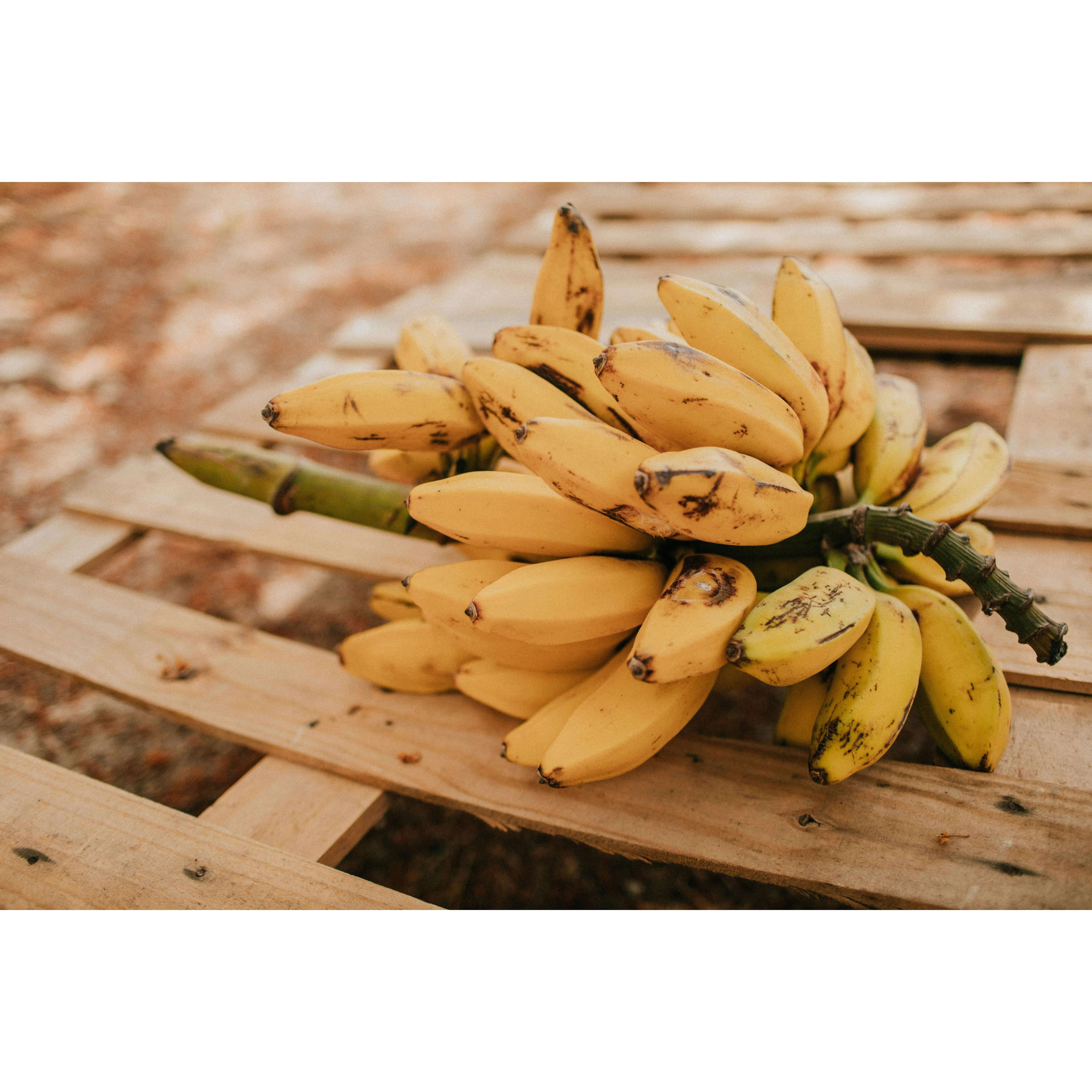 Dwarf Fruit Seeds Planting - Temu