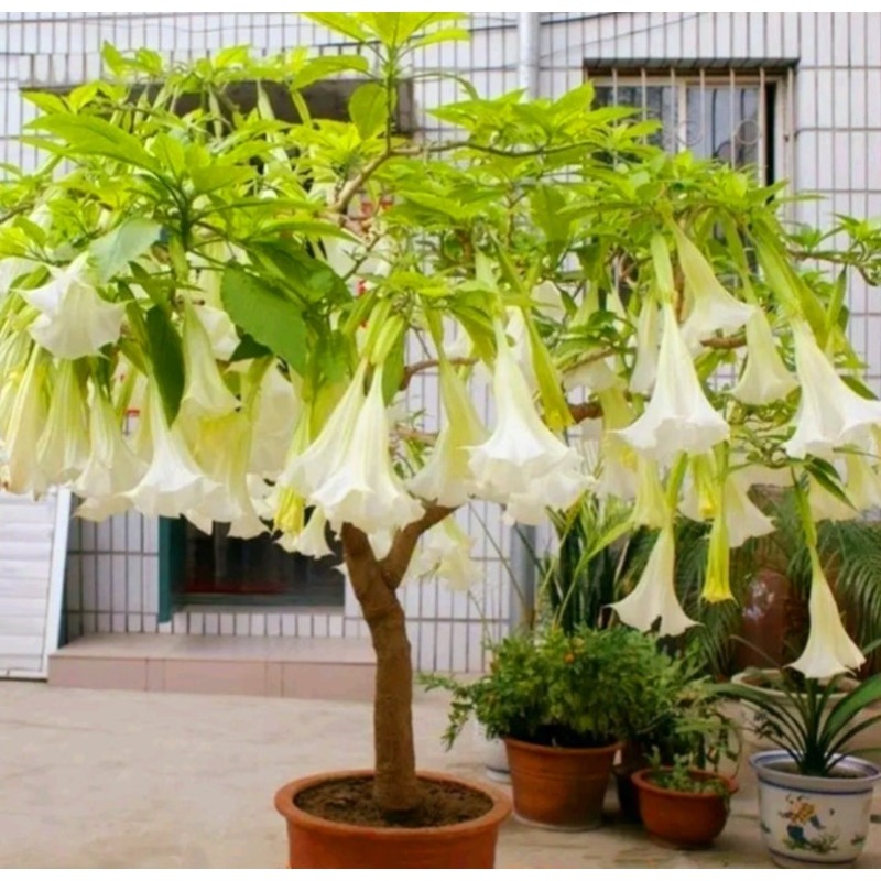 seeds brugmansia seeds double - Temu