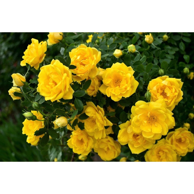 5 yellow climbing bush vine climber fragrant - Temu