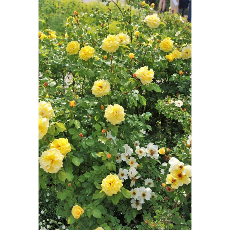 5 yellow climbing bush vine climber fragrant - Temu