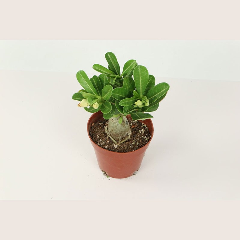 25 bonsai seeds obesum multi flower - Temu