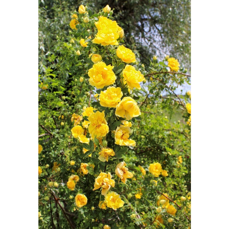 5 yellow climbing bush vine climber fragrant - Temu