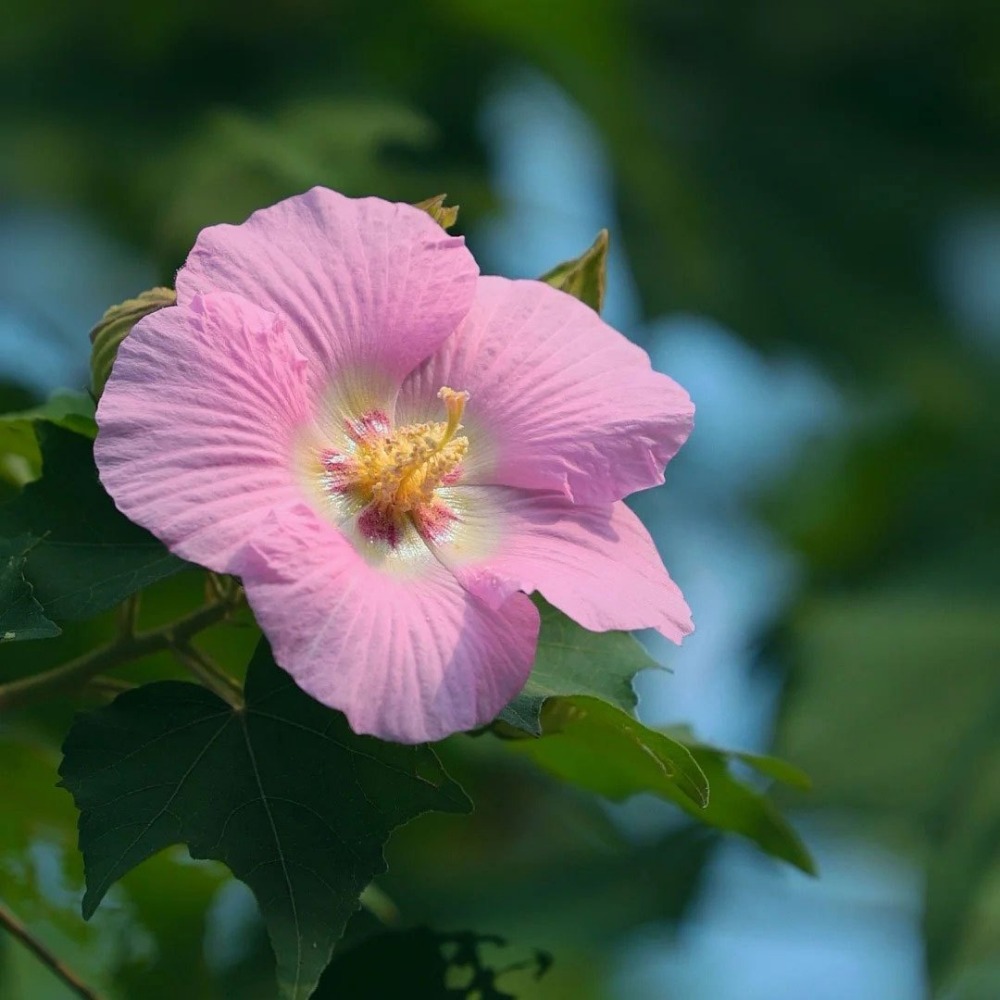bloom serenity 88 hibiscus seeds sowing a garden - Temu