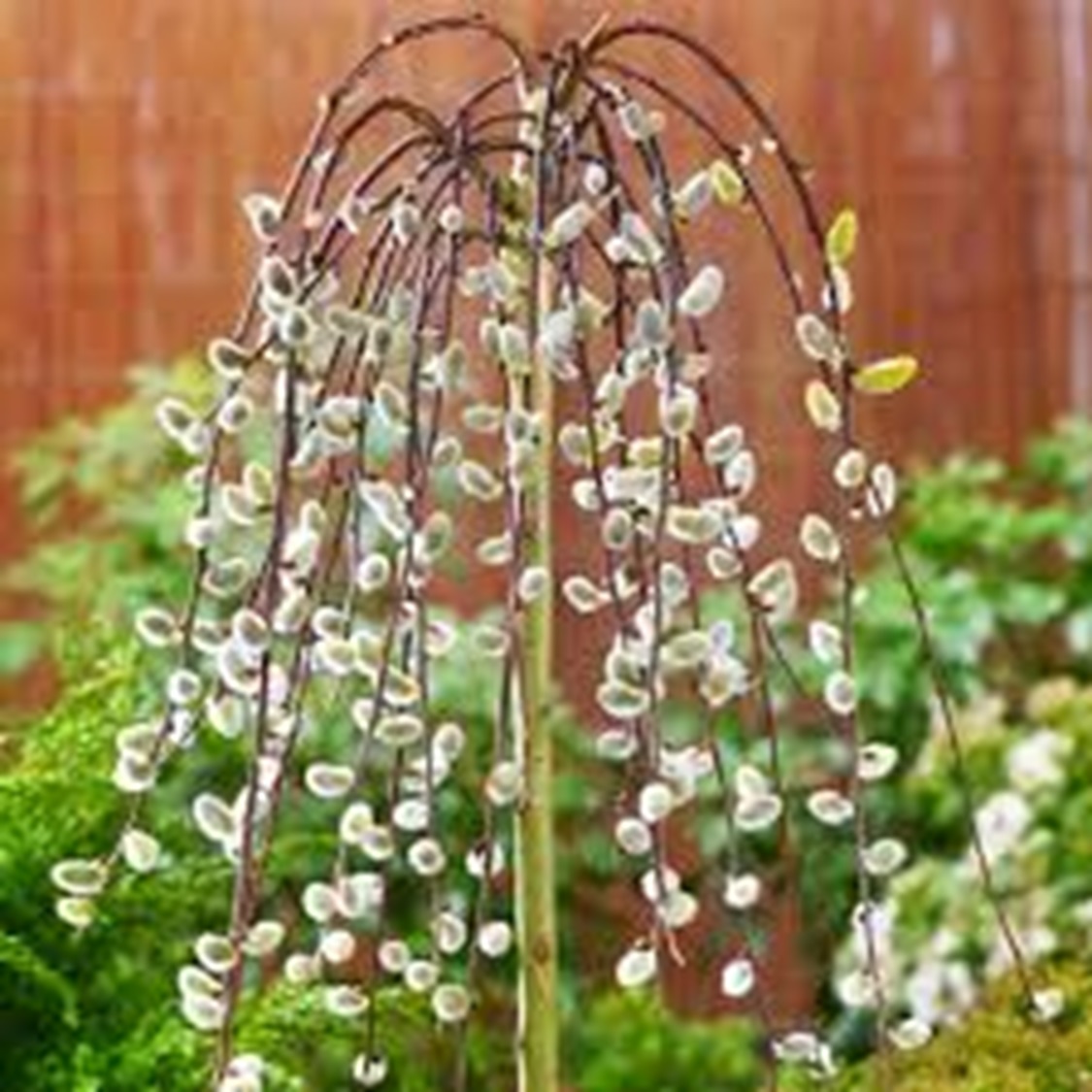 2 teardrop willow seedlings suitable planting stunningly - Temu