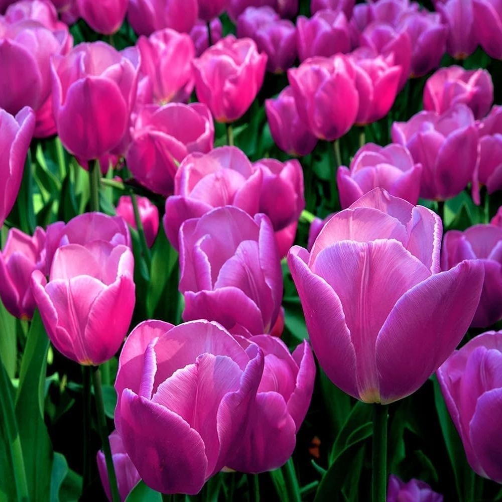 purple for planting (10 bulbs) flower bulbs for outdoor or indoor ...