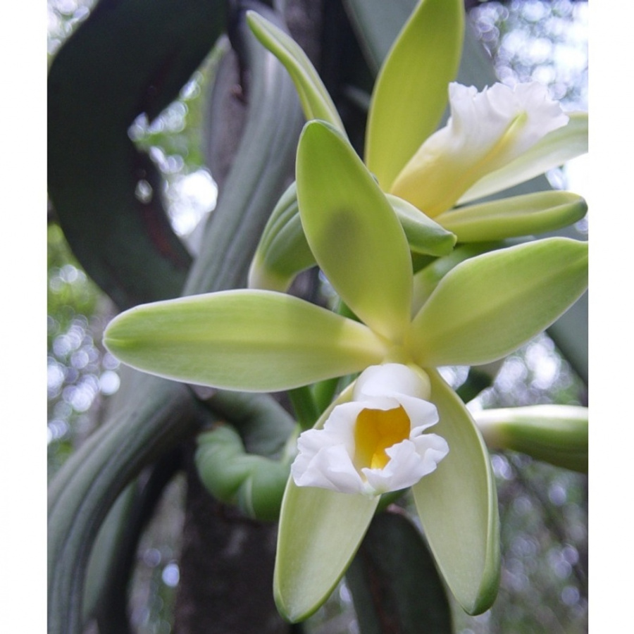 live plants sold on Temu United States