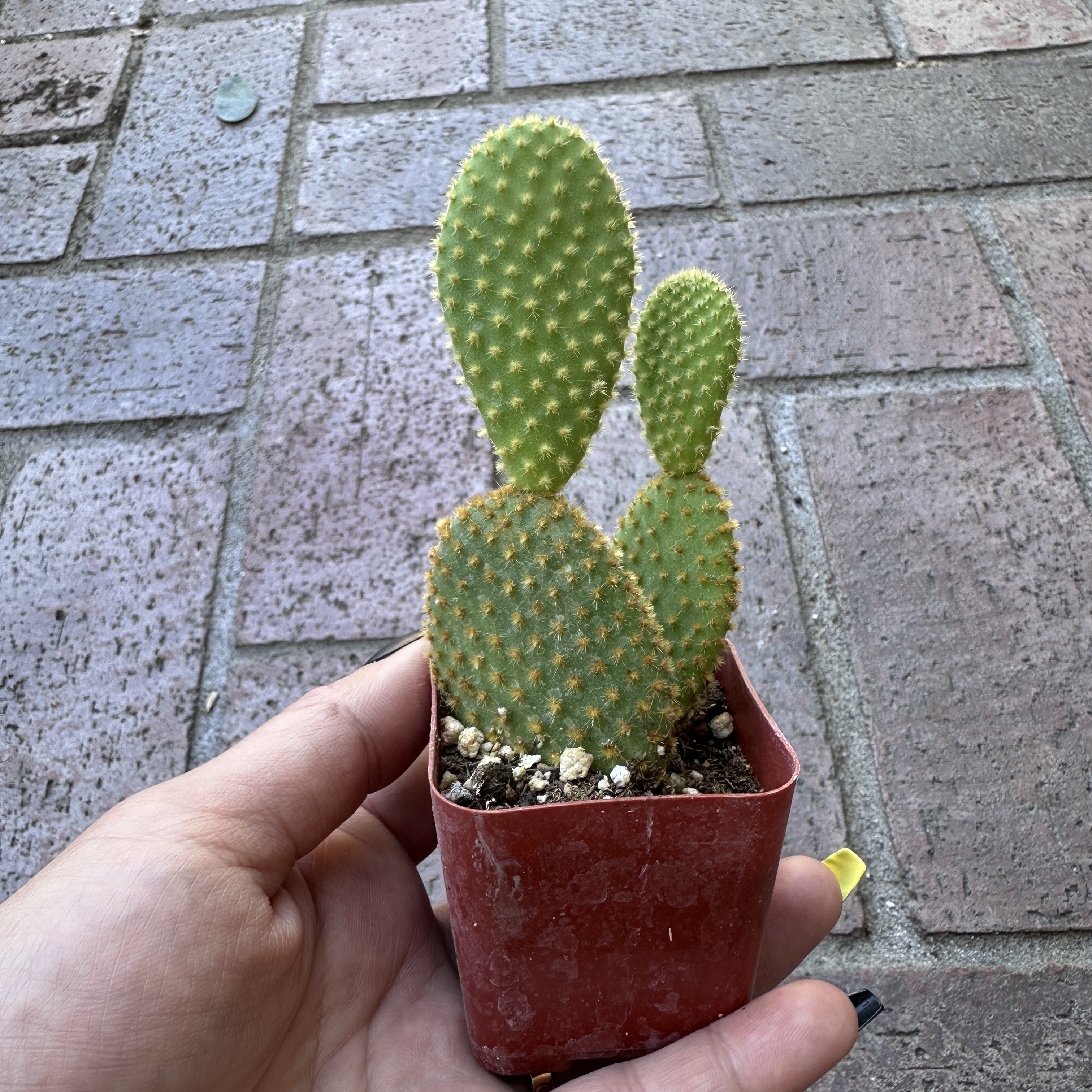 Planta Cactus Suculentas Radicadas En Pot 2 Pulgadas - Temu