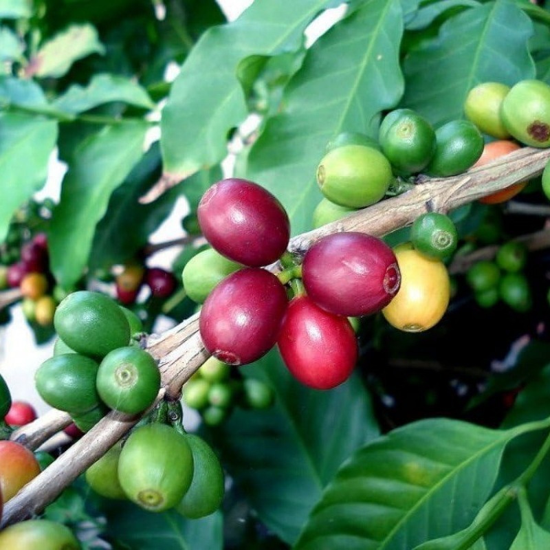 plant and seeds sold on Temu United States
