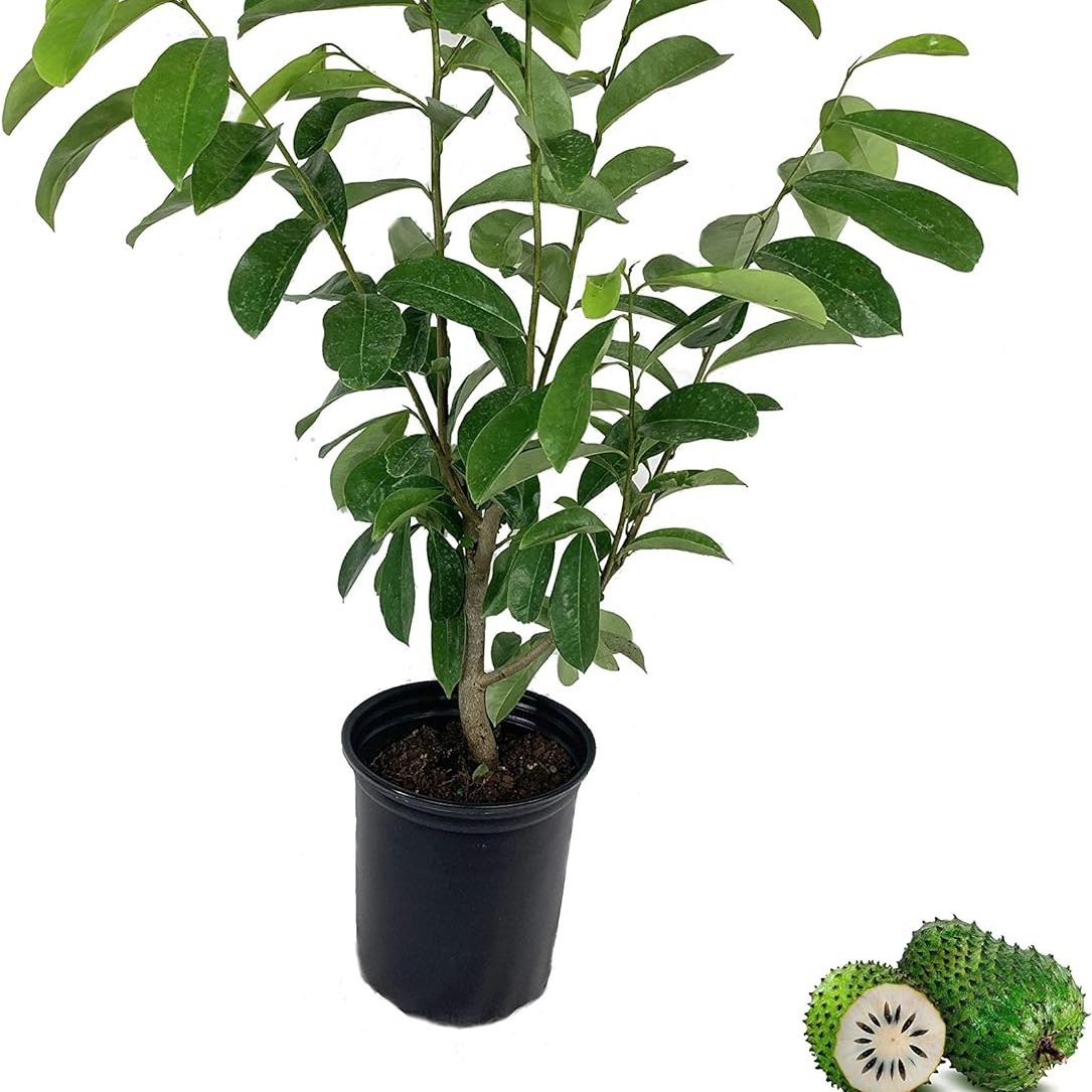 plant seeds sold on Temu United States