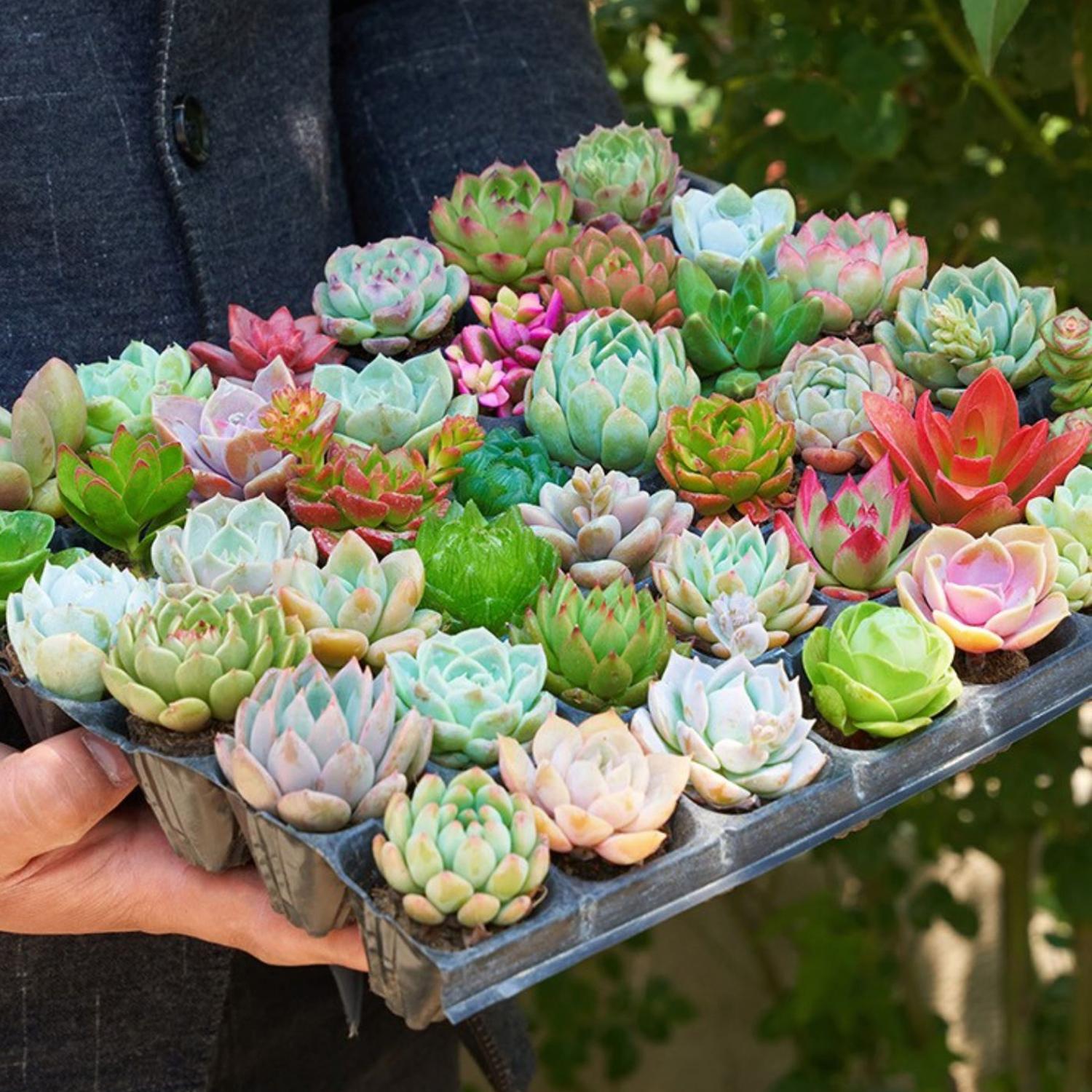 live plants sold on Temu United States