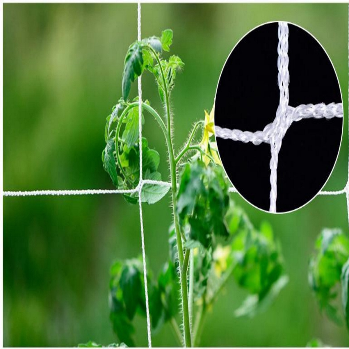 X . Plant Netting Tomato Trellis Vegetables Flowers Fruits - Temu