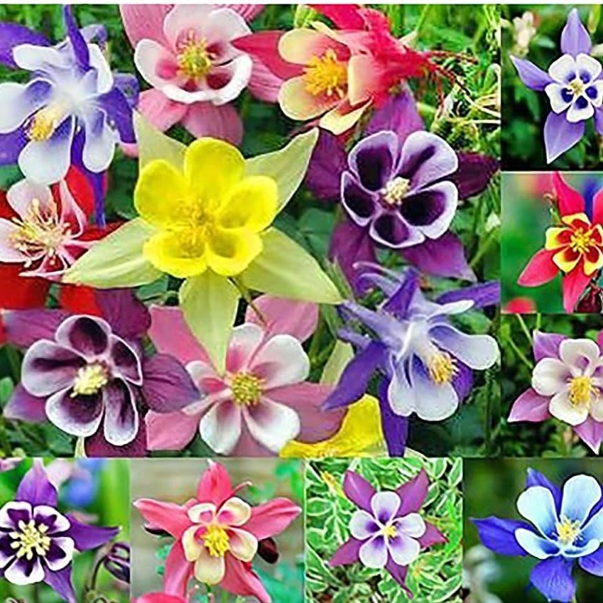 Columbine Seeds Planting Mixed Wildflower State - Temu