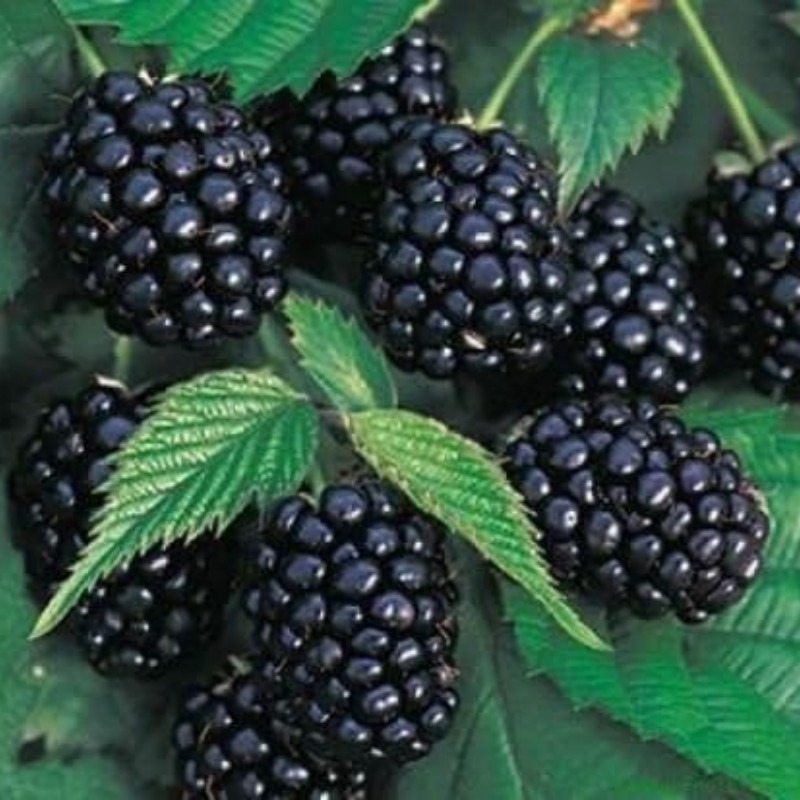 Rare Fruit Plant Seeds Planting Home - Temu