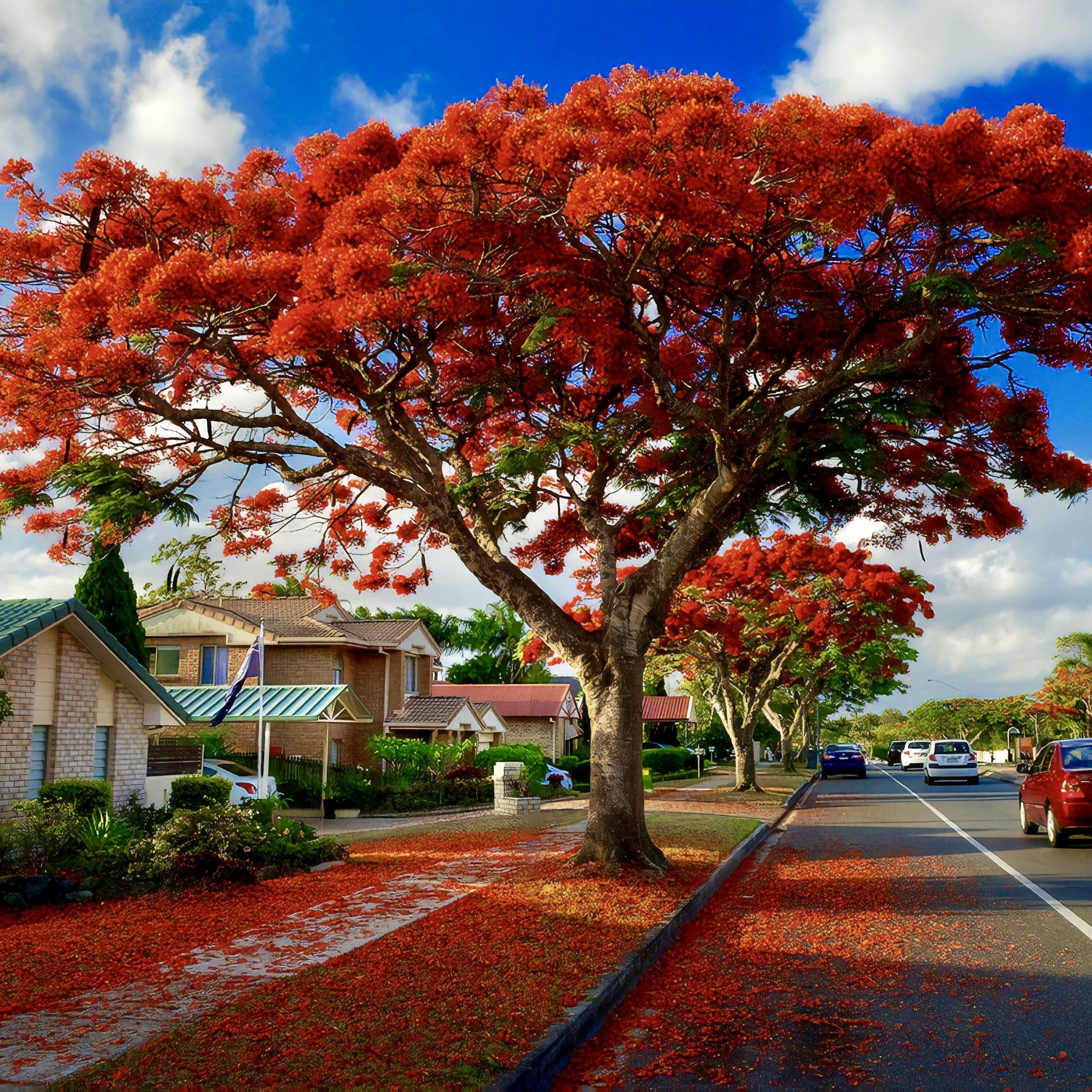 Popular Royal Tree Seeds ( ) Rare - Temu