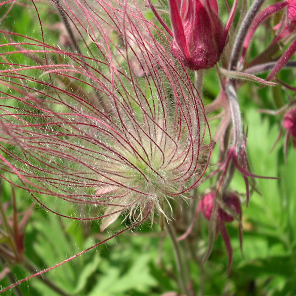 Prairie Tobacco Garden Seeds Rare Potted Flower - Temu