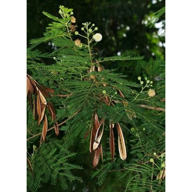 Easy Cultivating Rare Leucaena Tree Seeds Planting - Temu